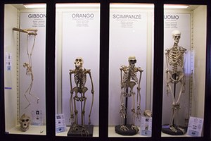 Museums of Evolution — University Museum Network - SMA